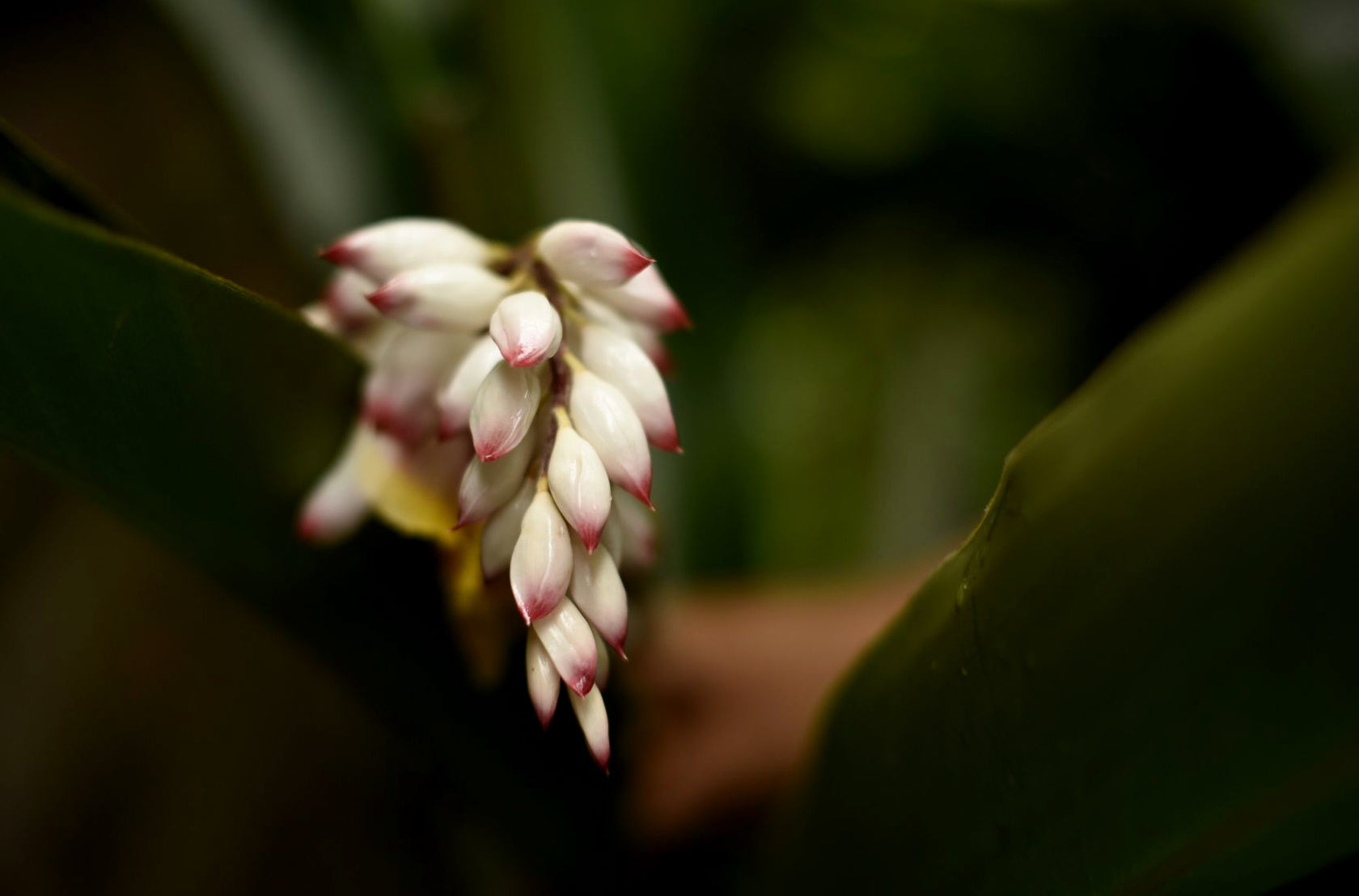 L'atoumo, symbole de la pharmacopée martiniquaise – Héritage des Iles